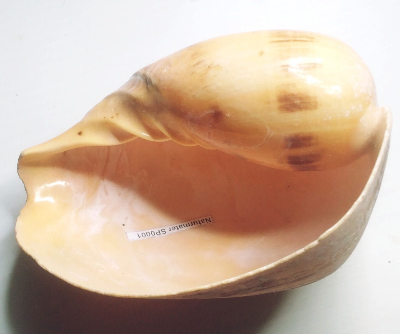 Bailer Shell Natural Big Sea Shells Snail Wanbao Conch - Etsy Australia