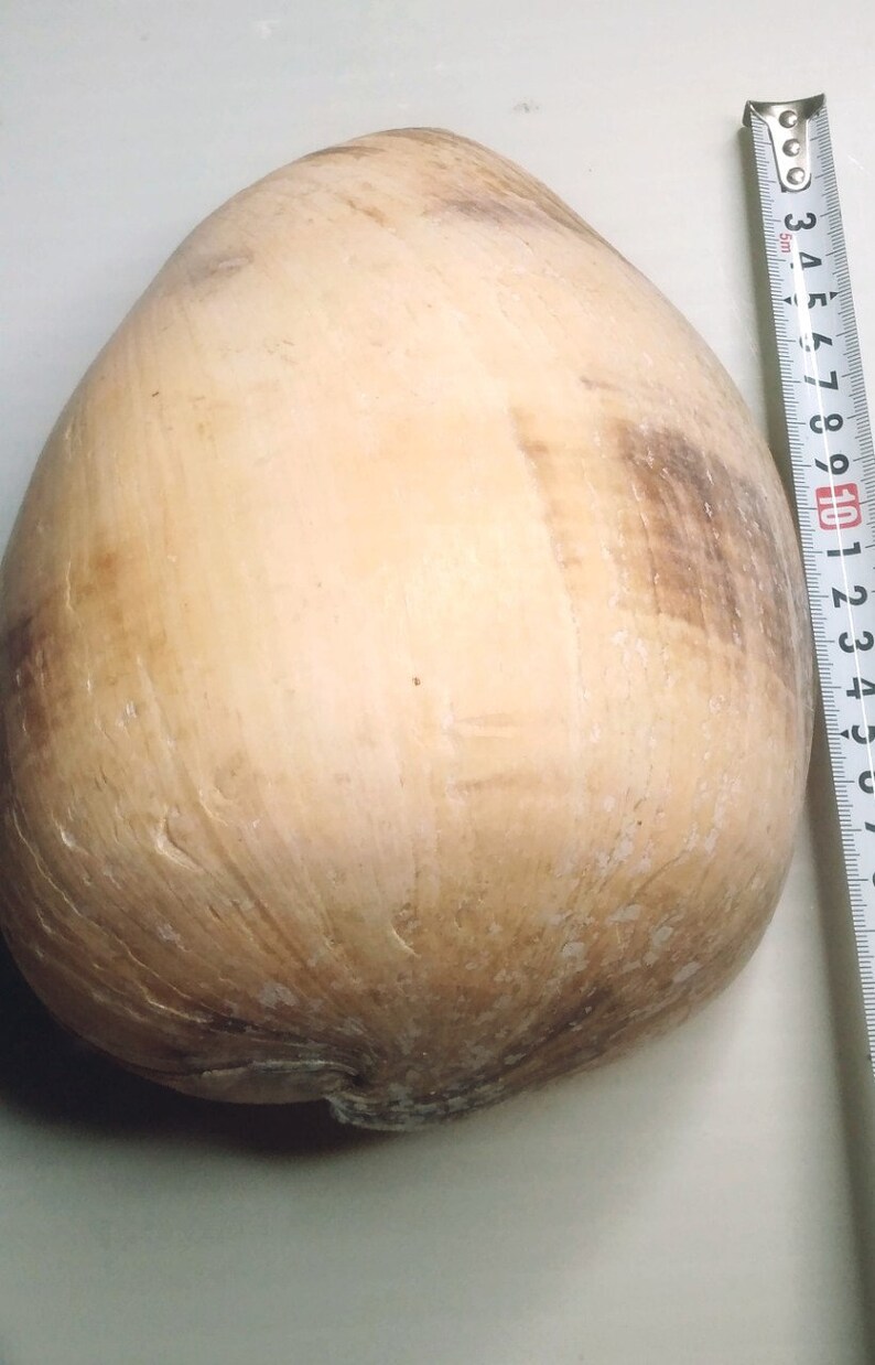 Bailer Shell Natural Big Sea Shells Snail Wanbao Conch - Etsy Australia