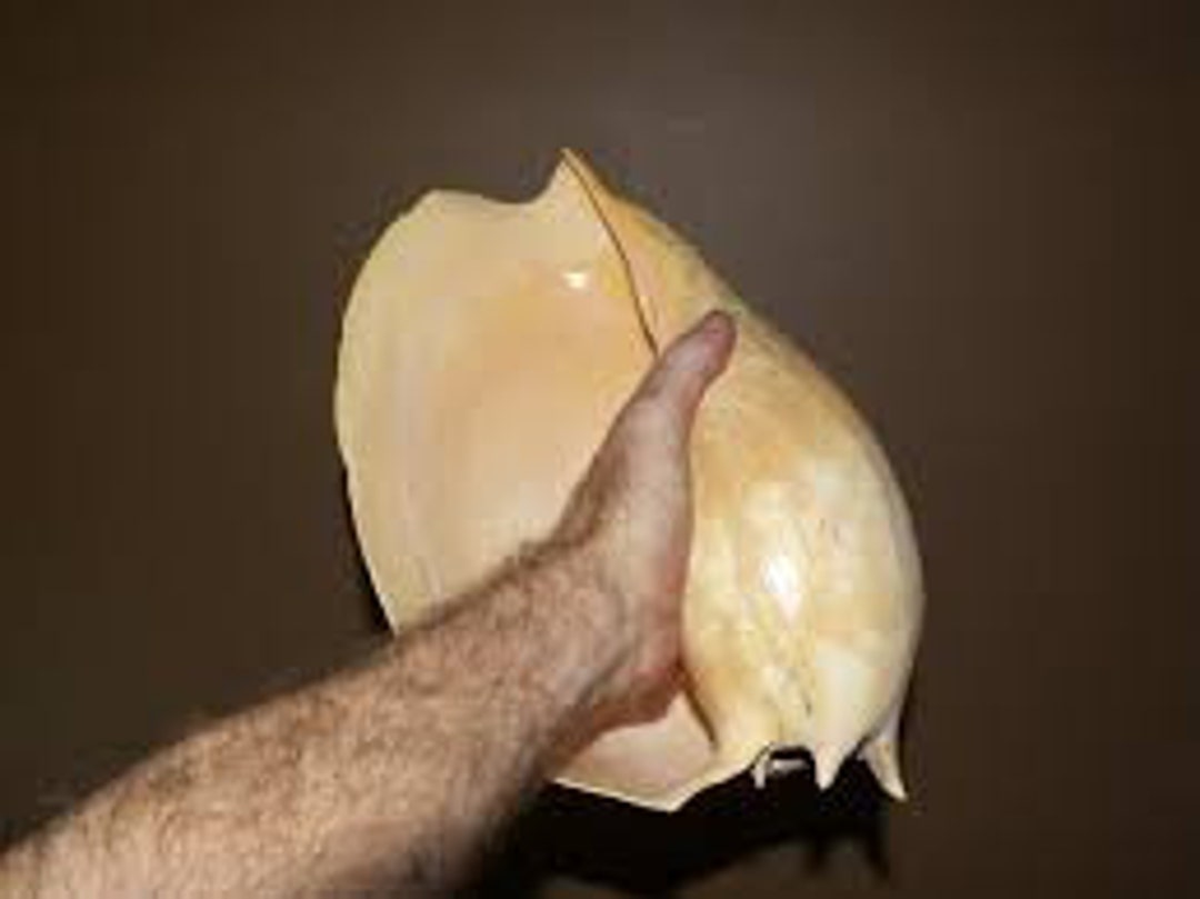 Bailer Shell Natural Big Sea Shells Snail Wanbao Conch - Etsy Australia