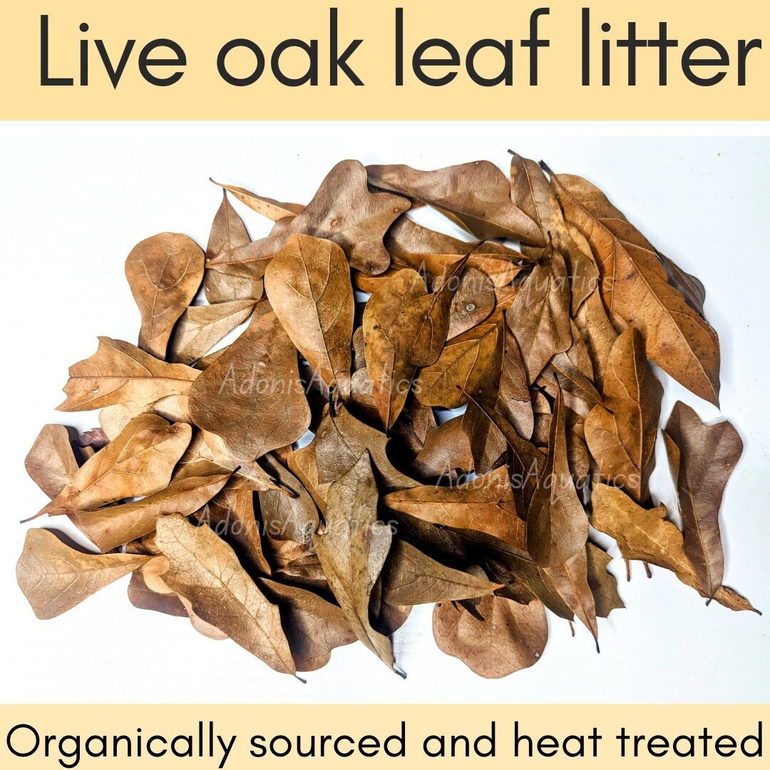 Live Oak Leaf Litter (organic/heat Treated) - Etsy