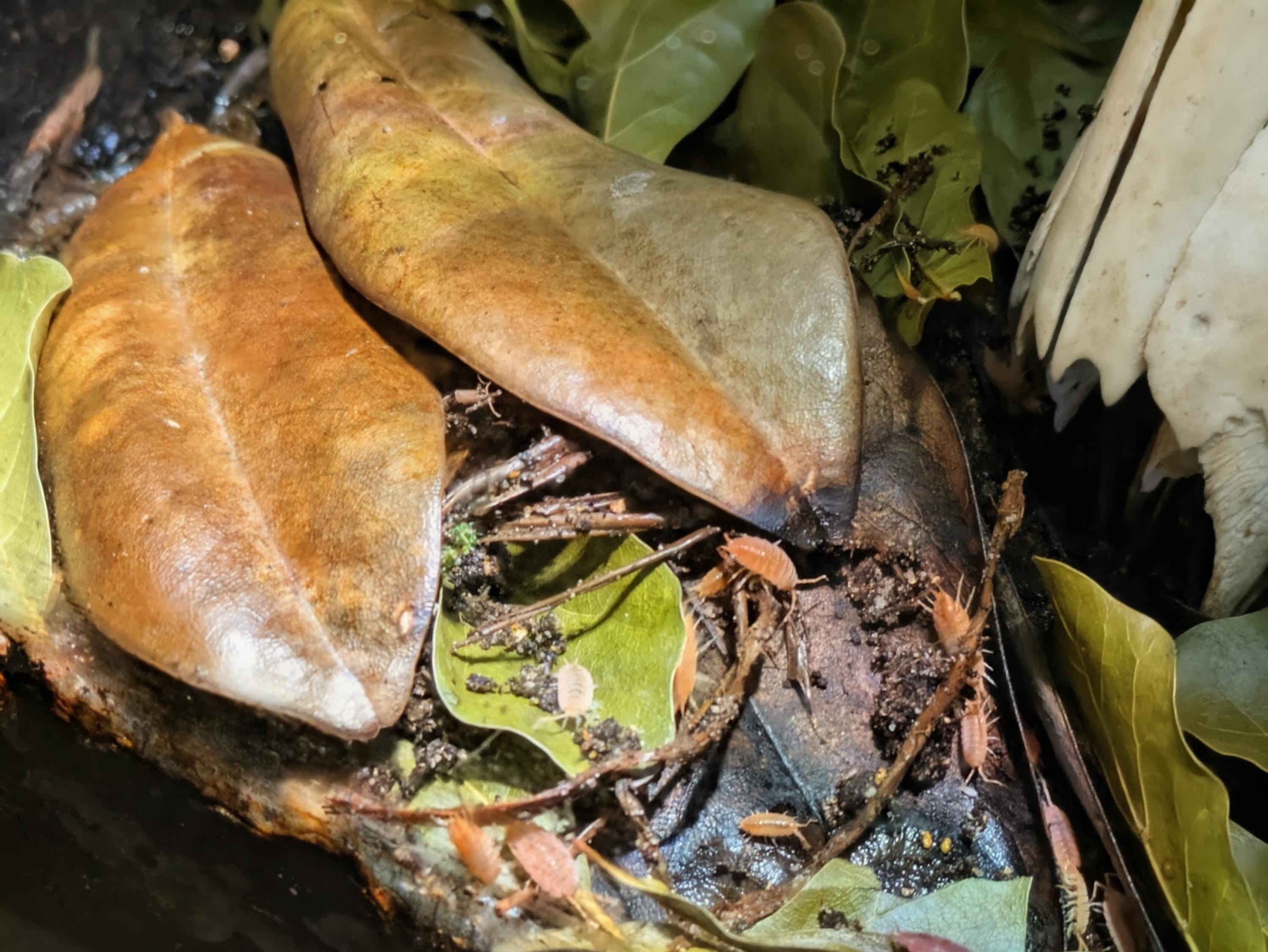 Organic Magnolia Leaf Litter (for Bioactive, Isopods, Reptiles ...