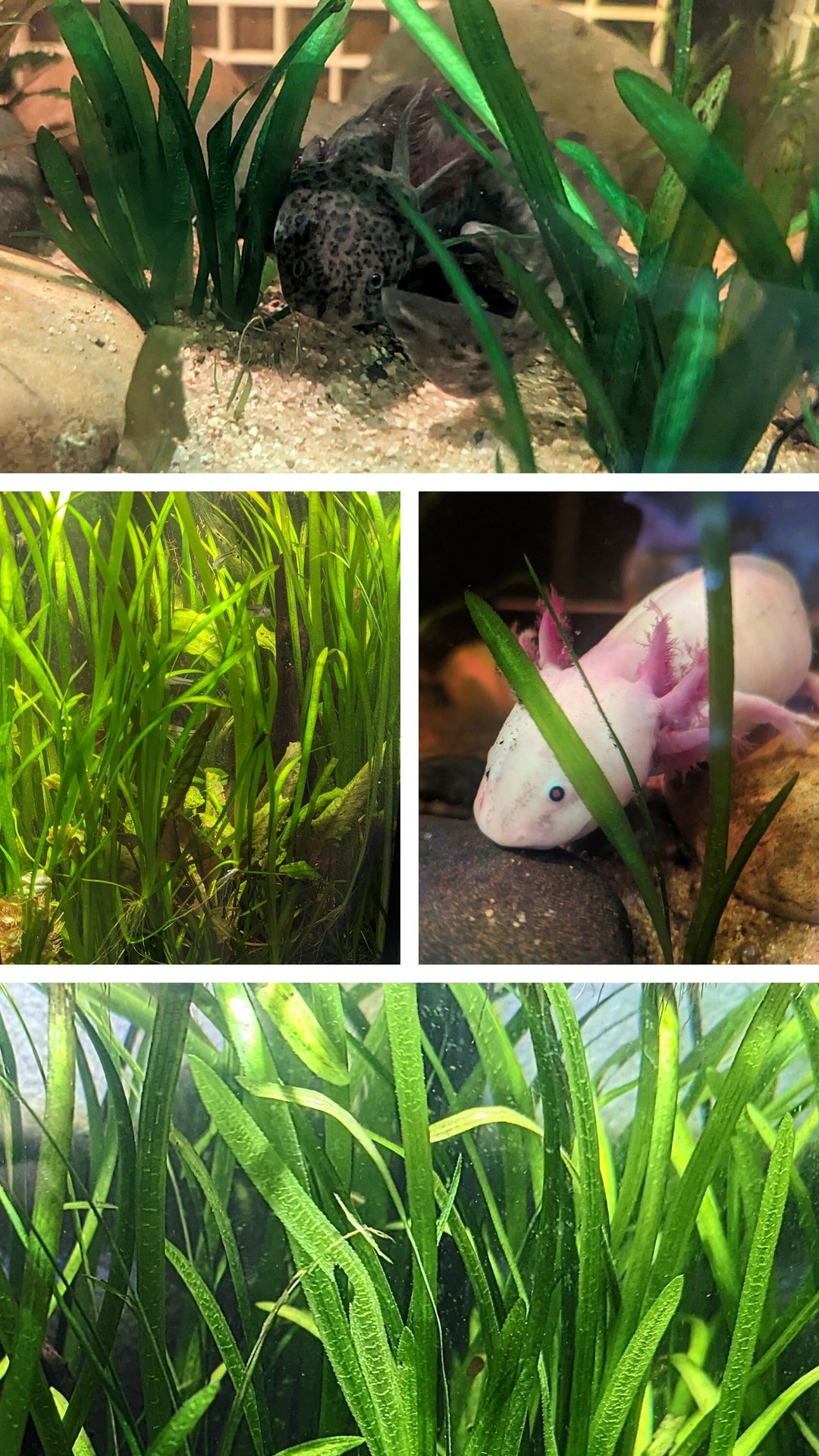 Giant Jungle Val live Aquarium Plants - Etsy