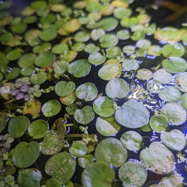 Frogbit - Etsy