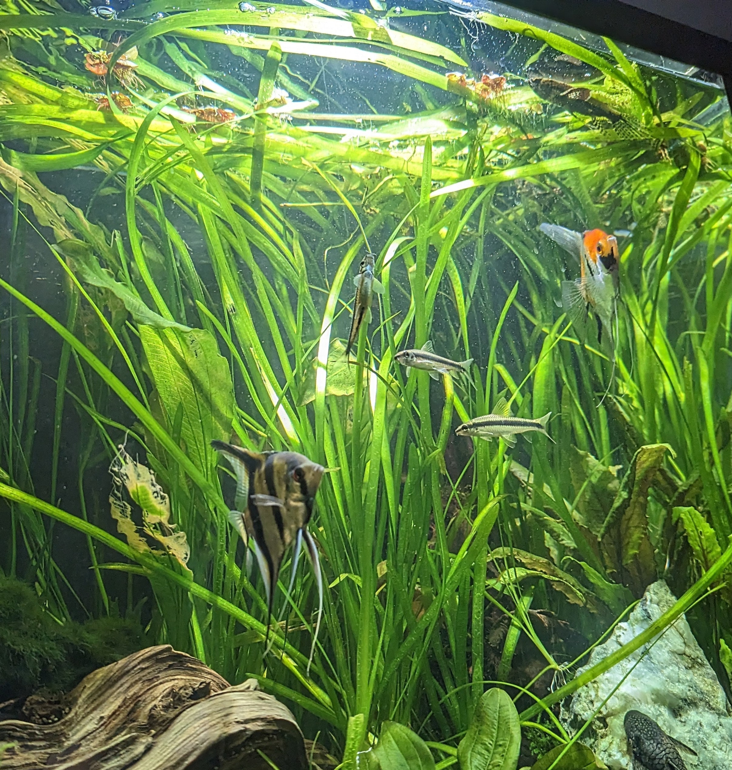 Giant Jungle Val live Aquarium Plants - Etsy