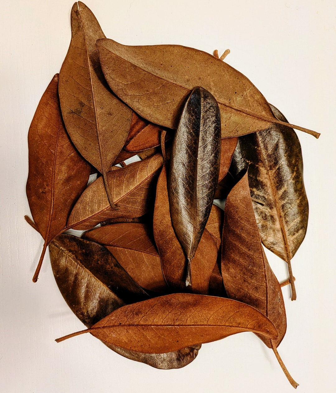 Organic Magnolia Leaf Litter (for Bioactive, Isopods, Reptiles ...