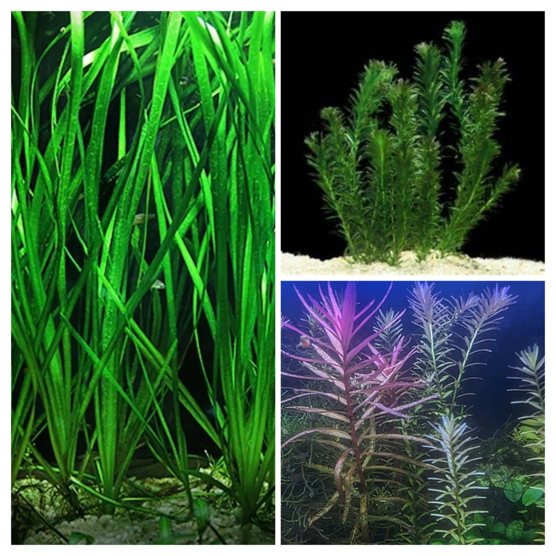Background Aquarium Plants Bundle ludwigia, Jungle Val, Anacharis - Etsy