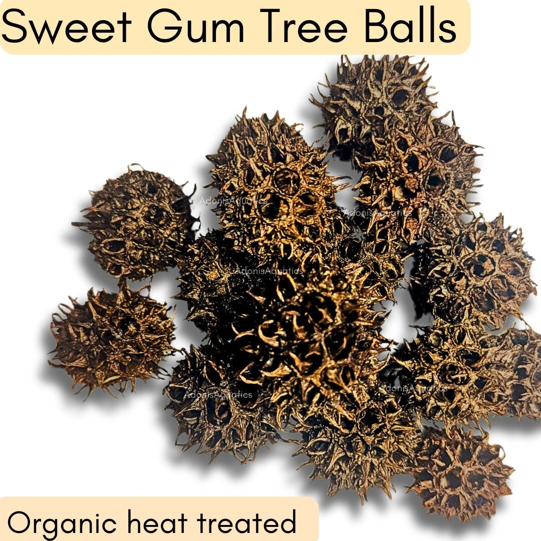 Sweet Gum Tree Balls organic, Heat Treated - Etsy