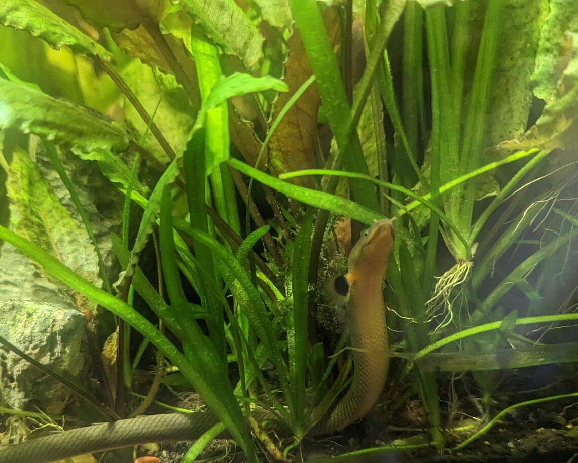 Giant Jungle Val live Aquarium Plants - Etsy