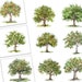 Watercolor Apple Tree Clipart Bundle,commercial Use, Apple Tree ...