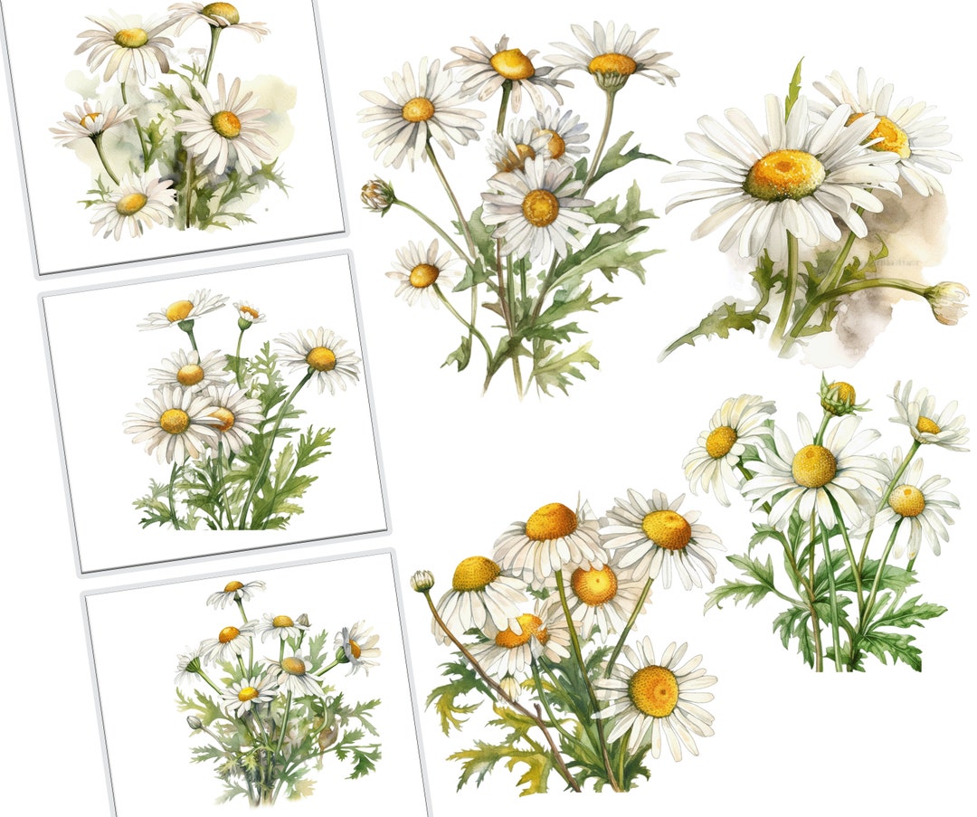 Watercolor Chamomile Flower Clipart Bundle, Commercial Use Floral ...