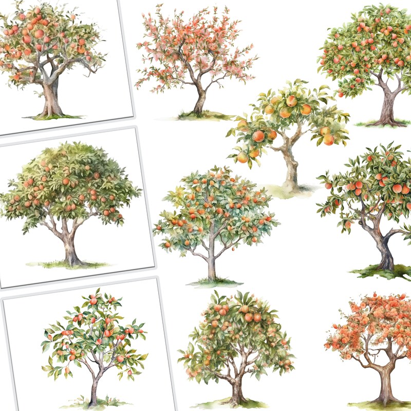 Peach Tree - Etsy