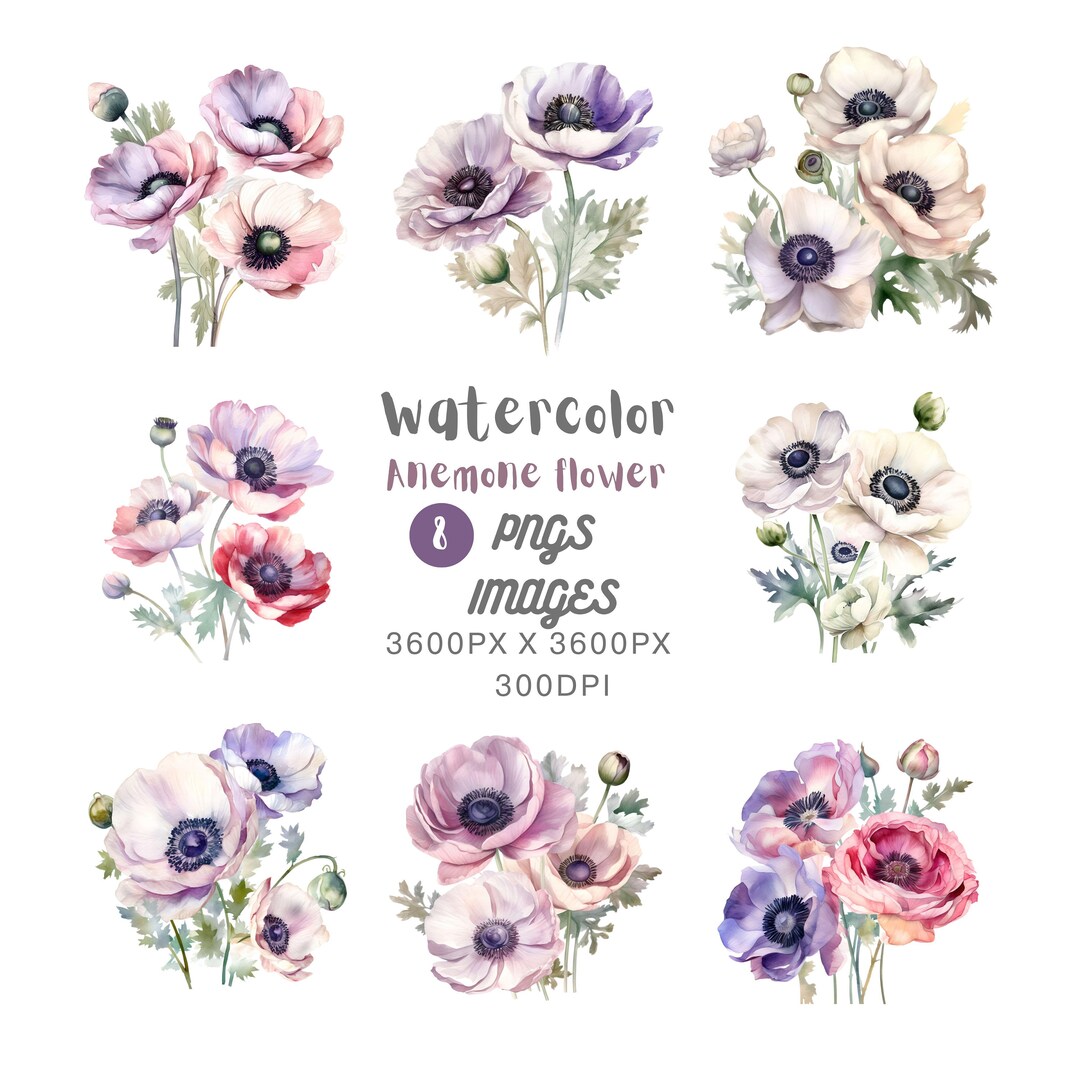 Watercolor Anemone Clipart Bundle for Commercial Use PNG Files ...