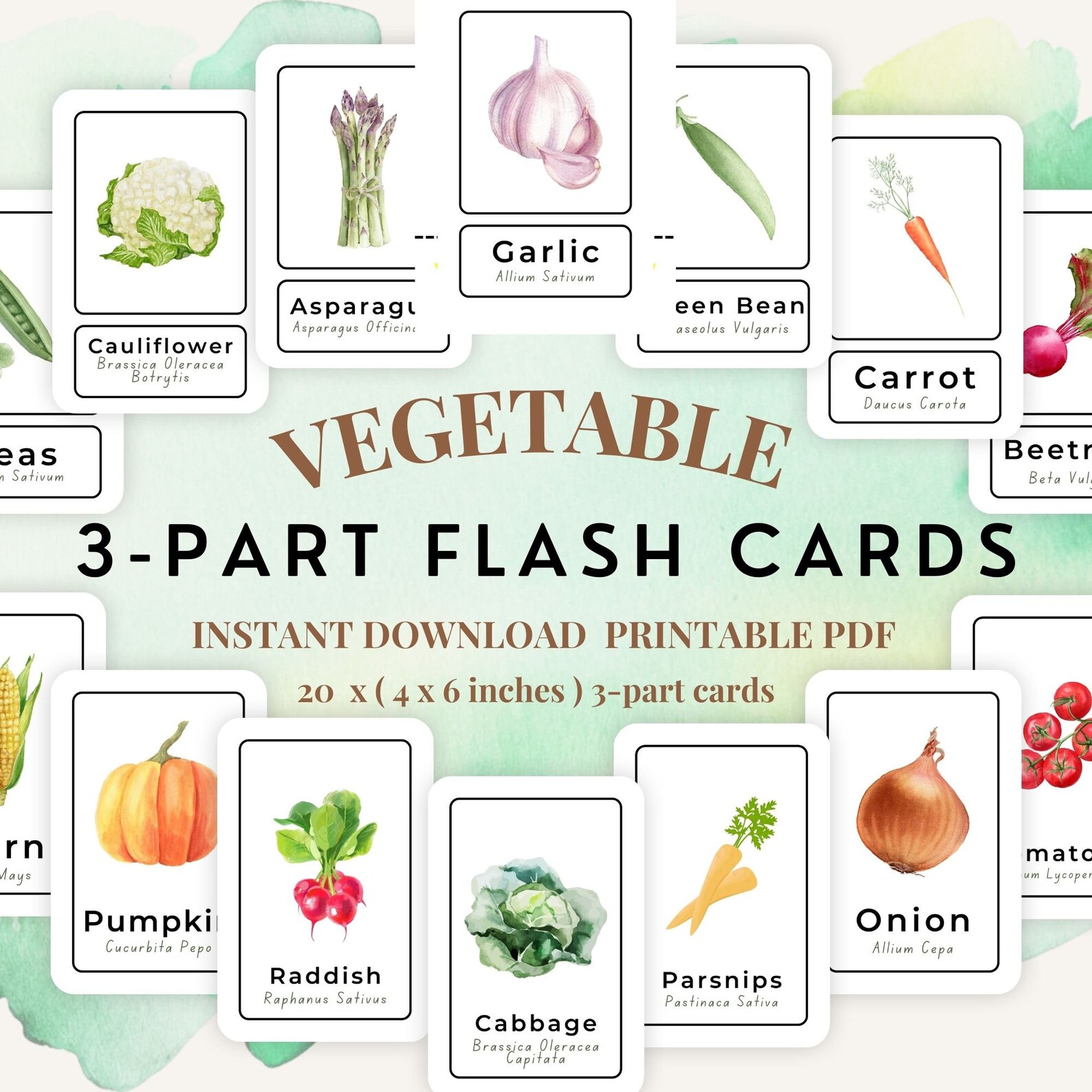 VEGETABLE GARDEN | Montessori 3 Part Vocabulary Cards | Homeed ...