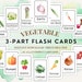 VEGETABLE GARDEN | Montessori 3 Part Vocabulary Cards | Homeed ...