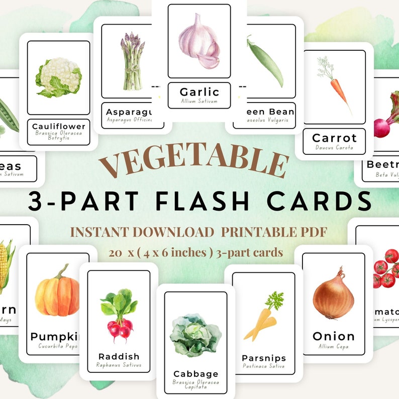 VEGETABLE GARDEN | Montessori 3 Part Vocabulary Cards | Homeed ...