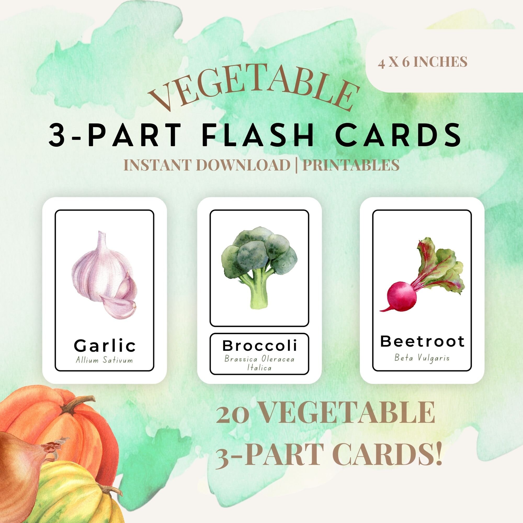 VEGETABLE GARDEN | Montessori 3 Part Vocabulary Cards | Homeed ...