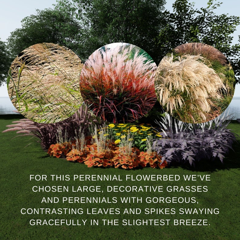 Perennial Flowerbed, Garden Plan With Decorative Grasses, Butterfly ...