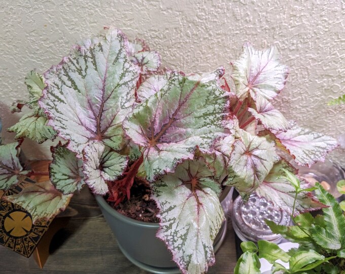 Rex Begonia | Berry Swirl | Begonia Rex-cultorum | Rooted Cutting ...