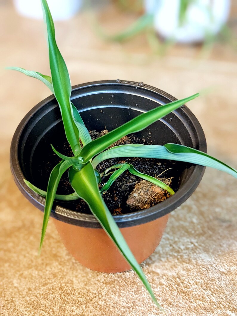 Spider Plant Chlorophytum Comosum Spider Ivy Ribbon Plant Rooted ...
