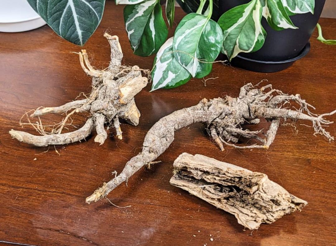 Terrarium Décor Vivarium Isopod Hide Natural Wood Ethically Sourced ...