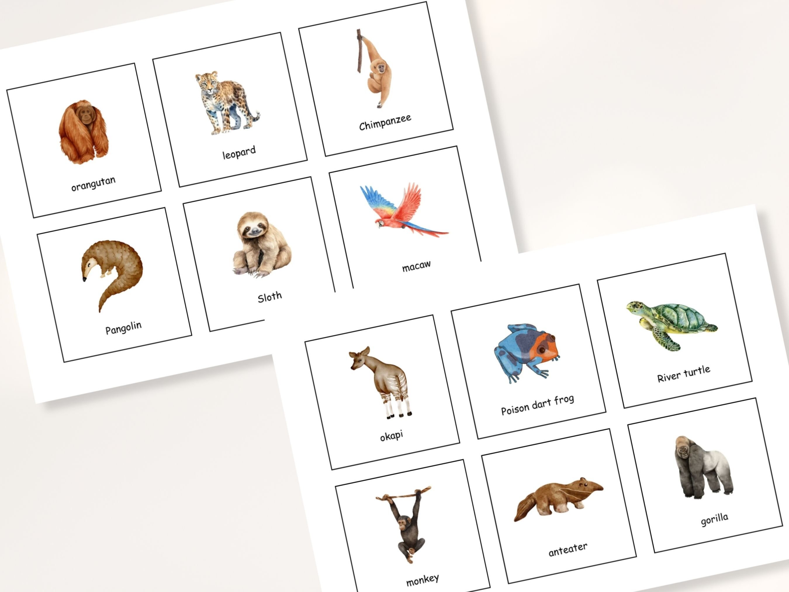 25 Rainforest Animals Flash Cards, Montessori Materials, Animals Flash ...