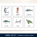 20 Sea Animals Flash Cards Montessori for Pre-schoolers, Fun Flashcards ...