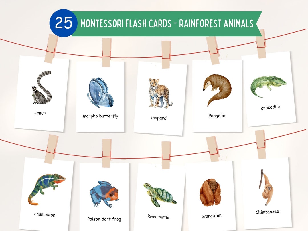 25 Rainforest Animals Flash Cards, Montessori Materials, Animals Flash ...