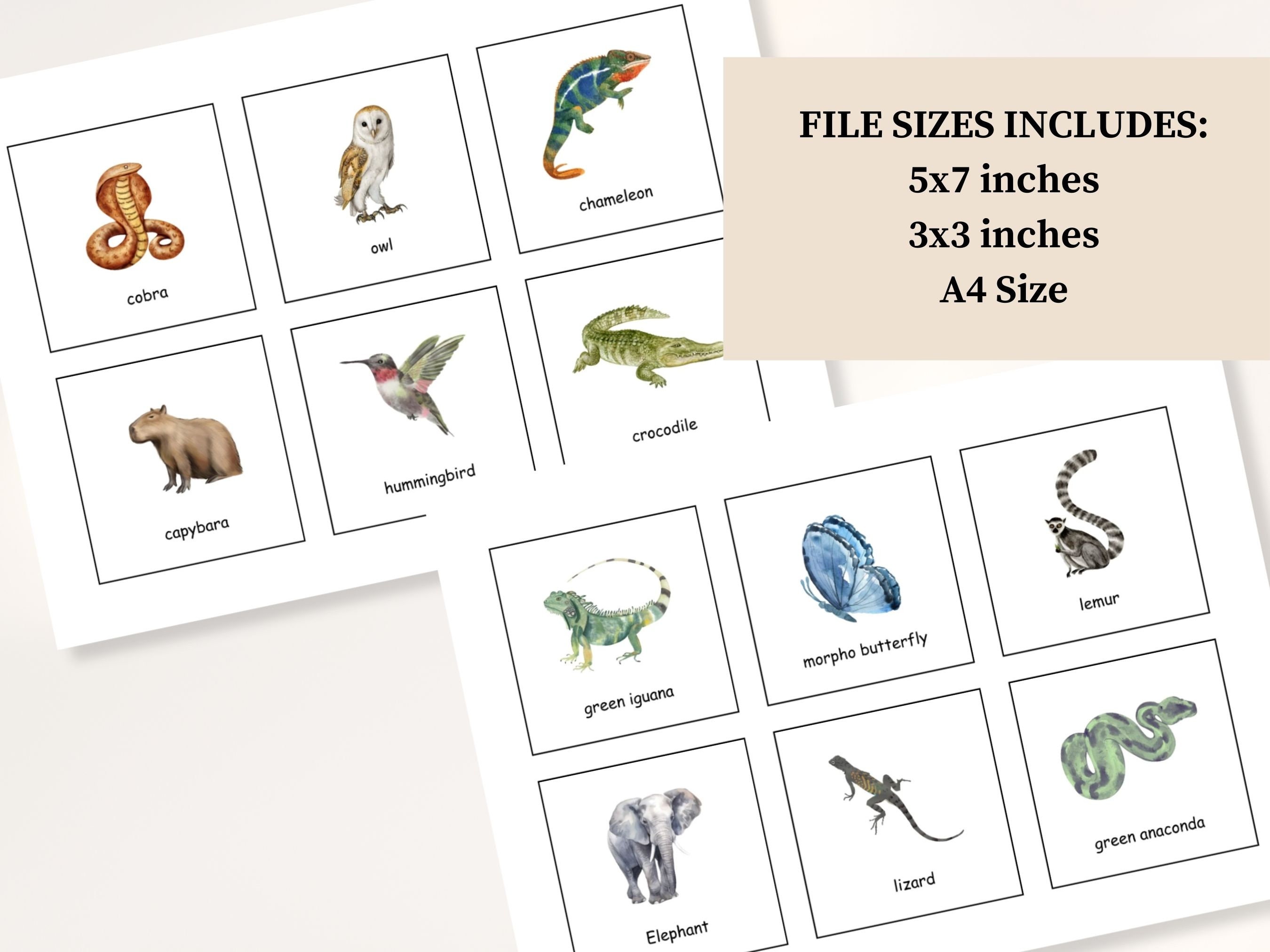 25 Rainforest Animals Flash Cards, Montessori Materials, Animals Flash ...