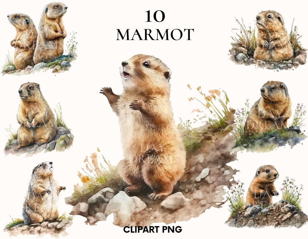 Watercolor Marmot Clipart, Cute Baby Animal Clipart Bundle, Woodland ...