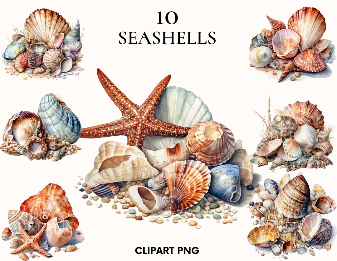 Watercolor Seashell Clipart, Beach Clipart, Nautical Clipart Bundle ...