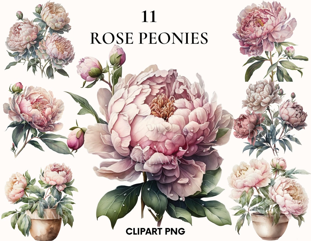 Watercolor Light Rose Peonies Clipart, Spring Wedding Flowers Clipart ...