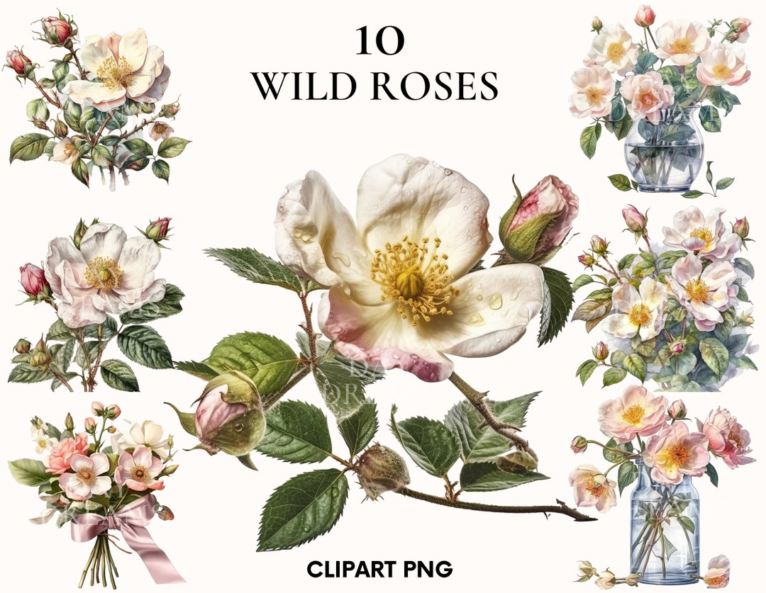Wild Rose Clipart, Watercolor Rose Clipart, Wedding Clipart, Spring and ...