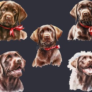 Chocolate Labrador Clipart, Cute Puppy Labrador Clipart Bundle, Pet ...