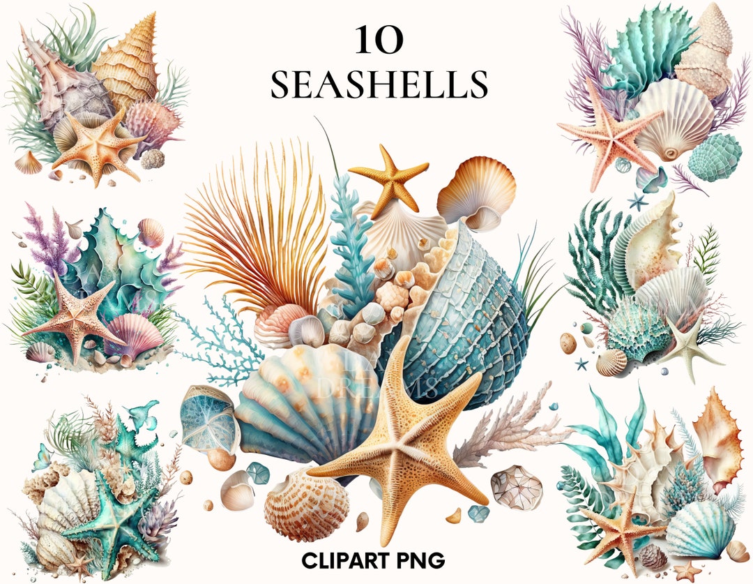 Watercolor Seashell Clipart, Beach Clipart, Nautical Clipart Bundle ...