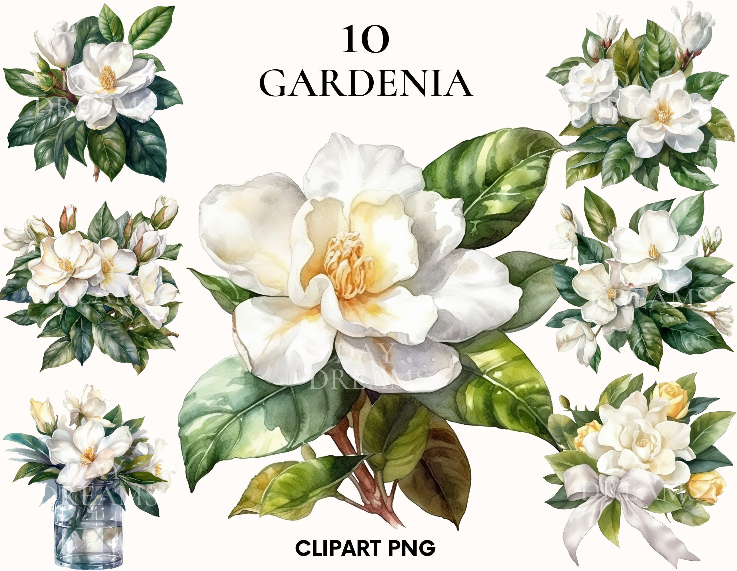 Gardenia Clipart