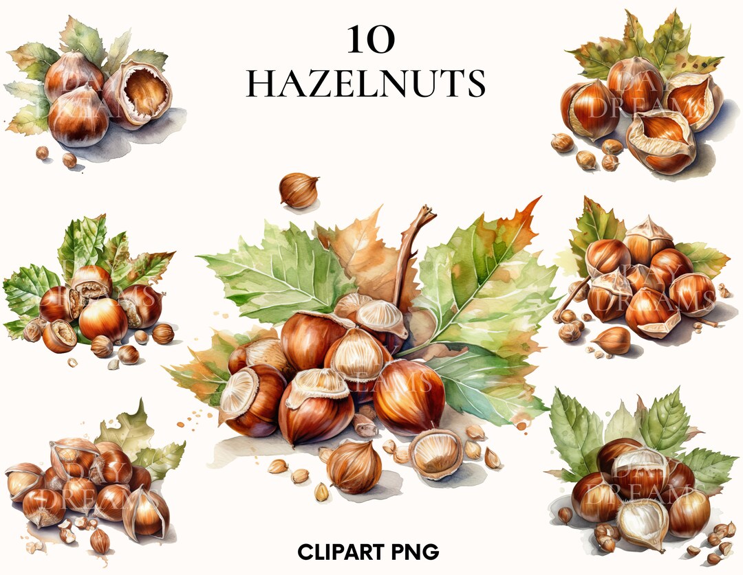 Watercolor Hazelnuts Clipart, Food Clipart Bundle, Delicious Nuts ...
