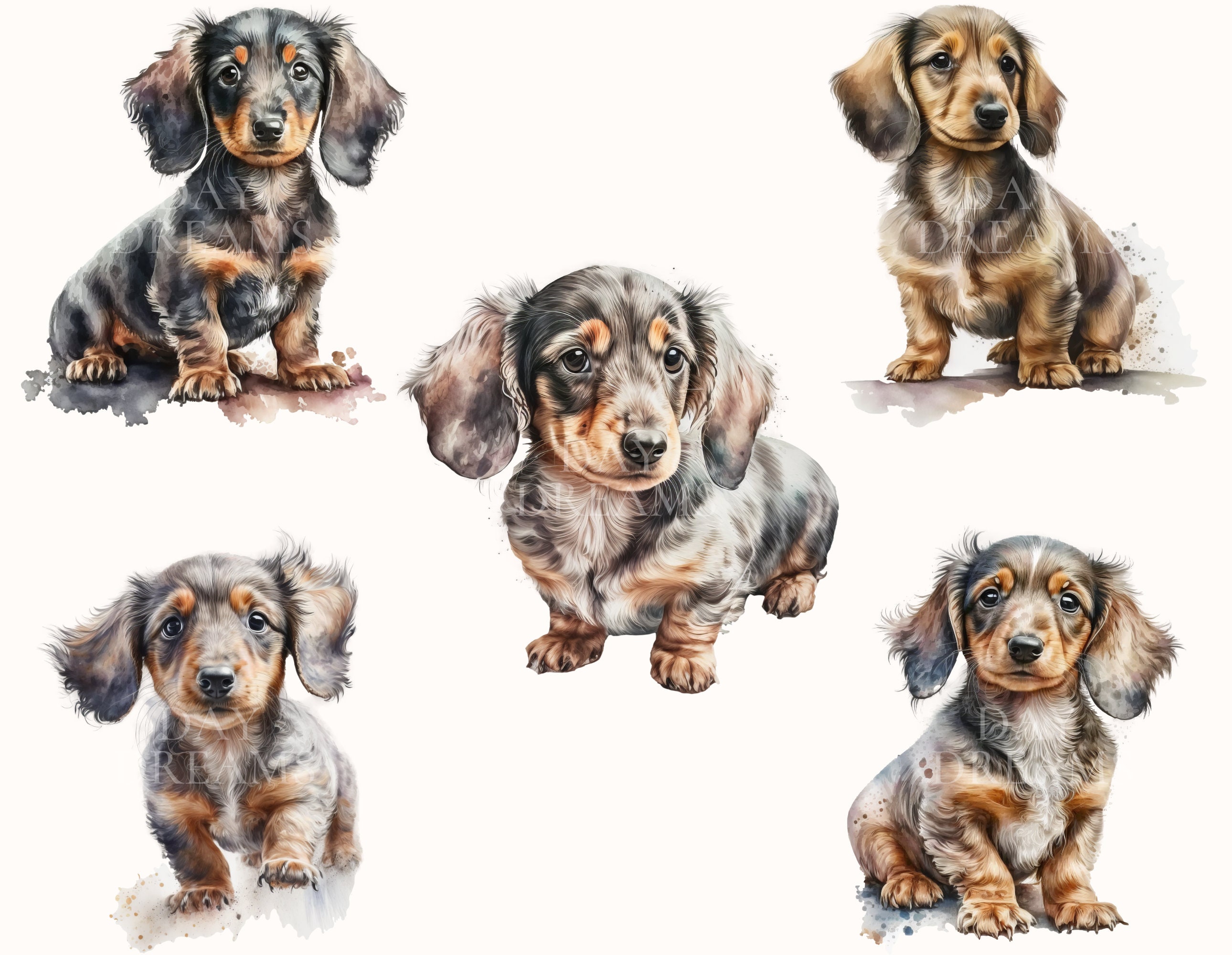 Merle Dachshund Clipart Cute Puppy Dachshund Clipart Bundle - Etsy UK