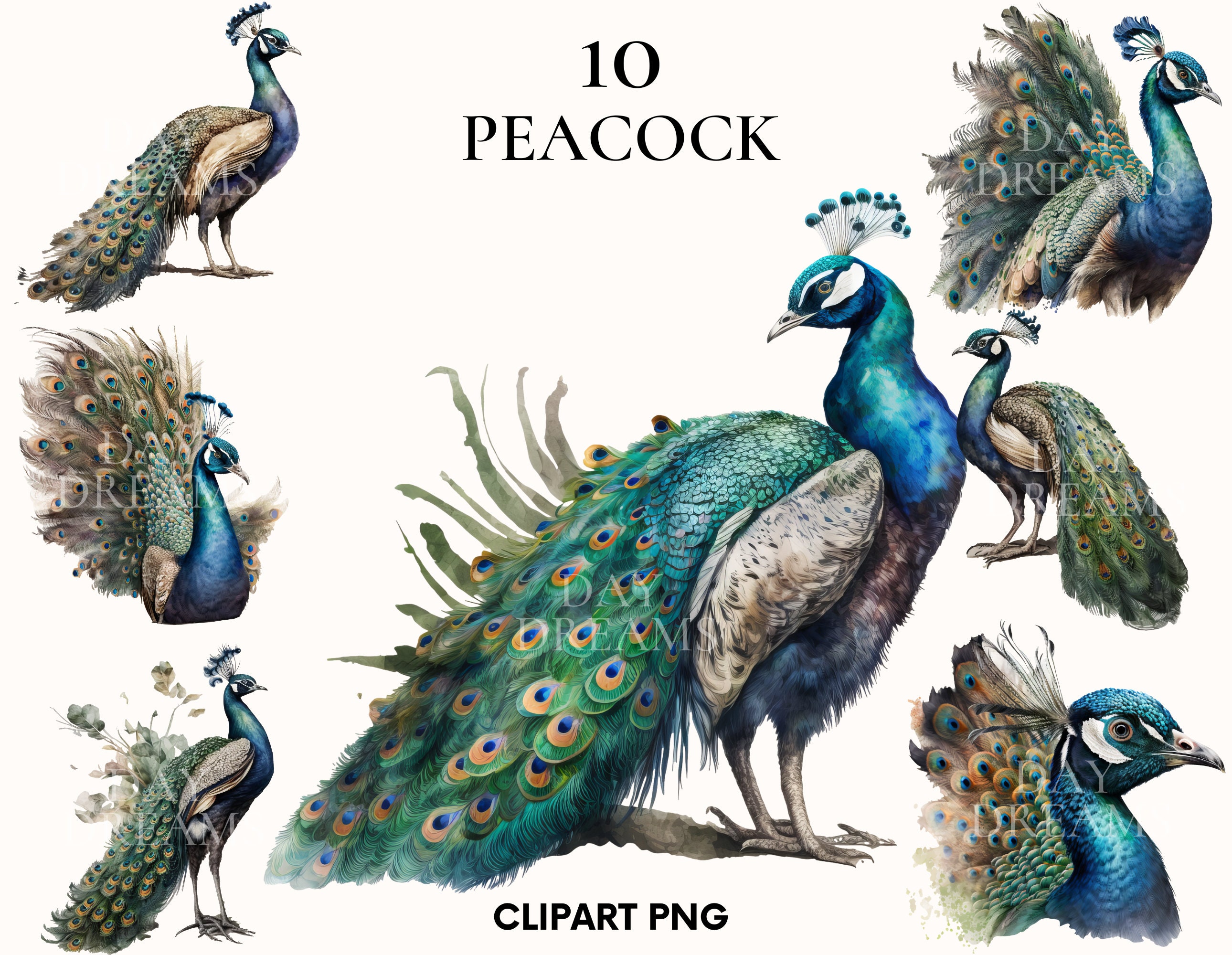 Watercolor Peacock Clipart Bird Clipart Peacock Feathers - Etsy