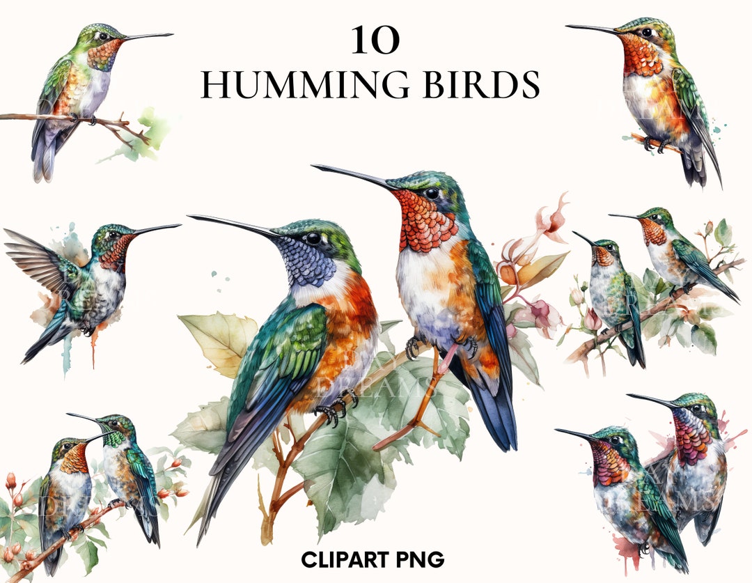 Humming Bird Clipart, Colorful Bird Clipart Bundle, Tropical Clipart, Digital Download ...