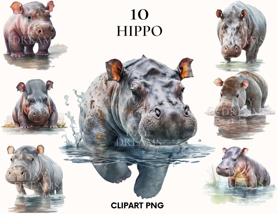Watercolor Hippo Clipart, Baby Hippo Clipart Bundle, Wild Animals ...