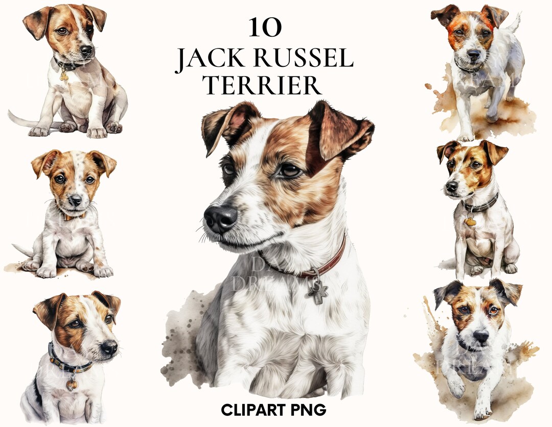 Watercolor Jack Russel Terrier Clipart, Jack Russel Clipart Bundle ...