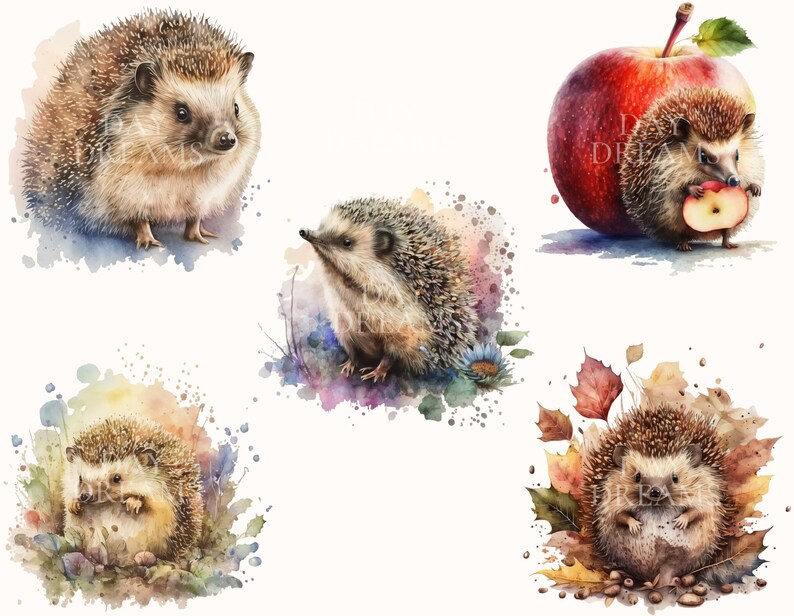 Watercolor Happy Hedgehog Clipart, Cute Forest Animal Clipart Bundle ...