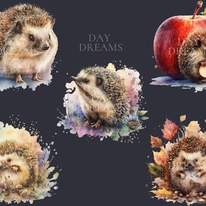 Watercolor Happy Hedgehog Clipart, Cute Forest Animal Clipart Bundle ...