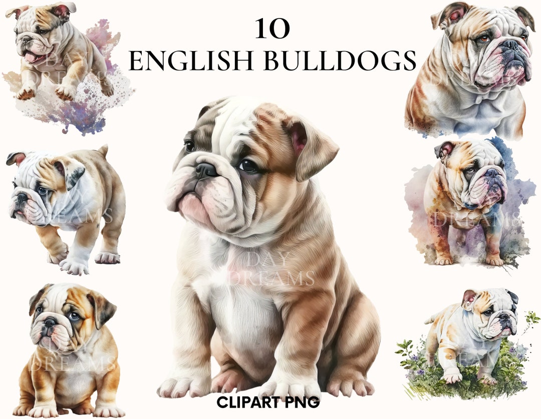 English Bulldog Clipart, Cute Puppy Bulldog Clipart Bundle, Pet Clipart ...