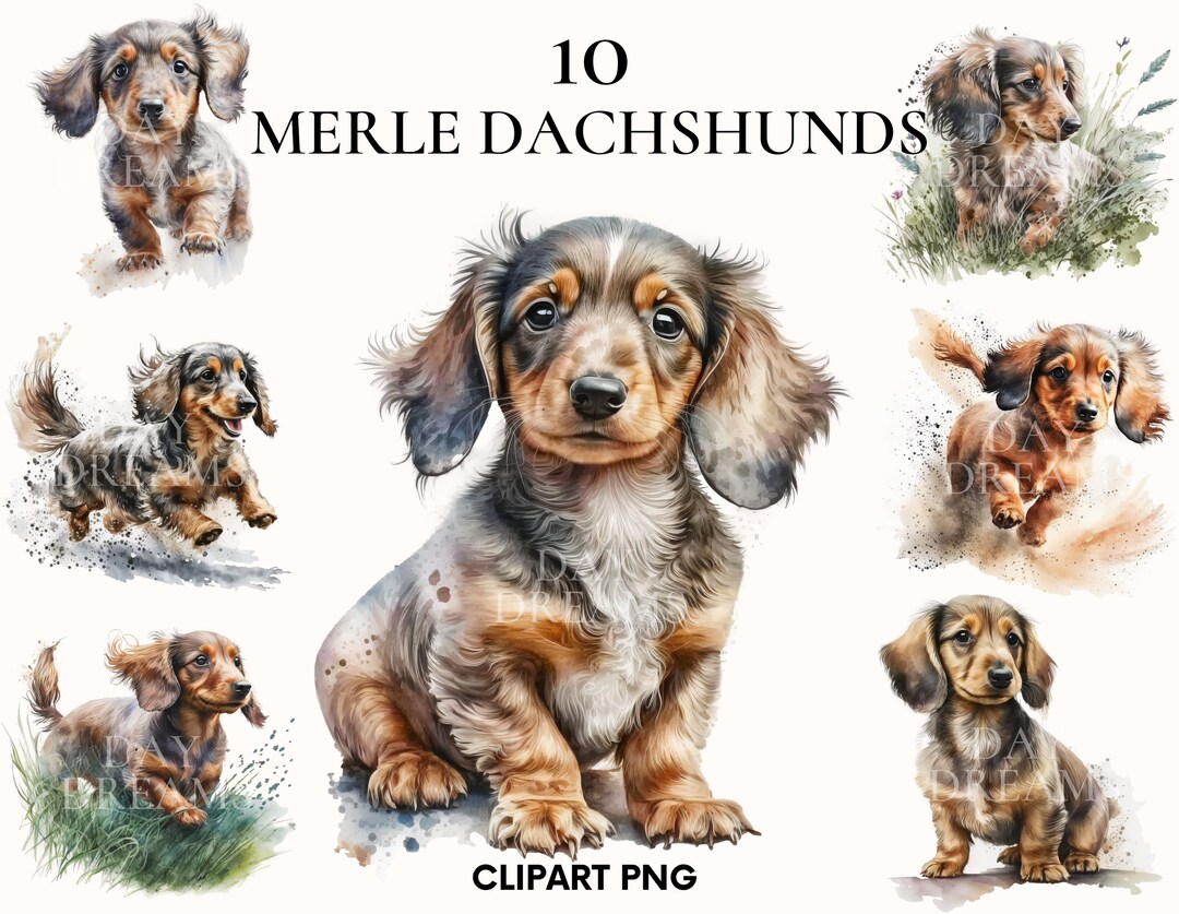 Merle Dachshund Clipart, Cute Puppy Dachshund Clipart Bundle, Pet ...