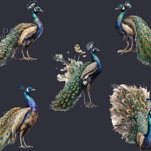 Watercolor Peacock Clipart, Bird Clipart, Peacock Feathers Clipart ...