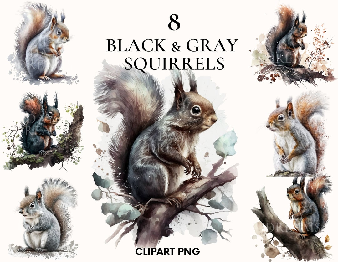 Watercolor Black Squirrel Clipart, Cute Gray Squirrel Clipart Bundle ...