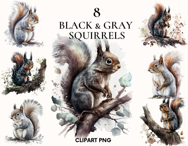 Watercolor Black Squirrel Clipart Cute Gray Squirrel Clipart - Etsy