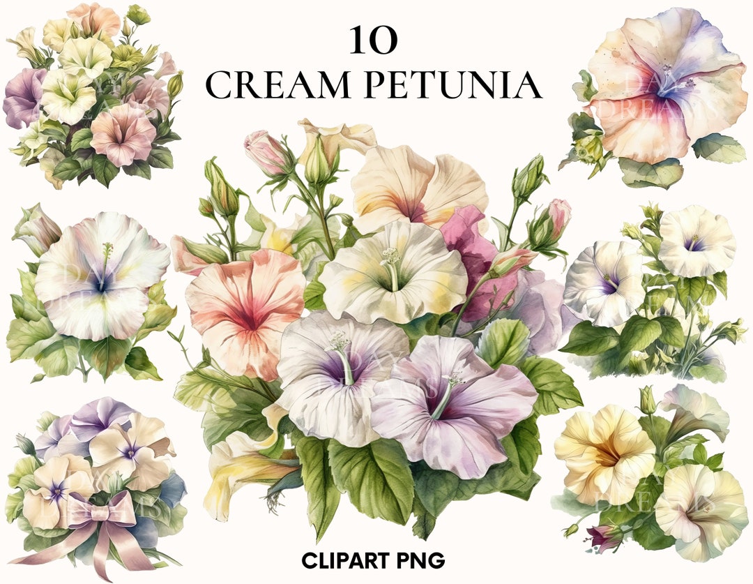 Cream Petunia Clipart, Flower Clipart, Wedding Clipart, Floral Clipart ...