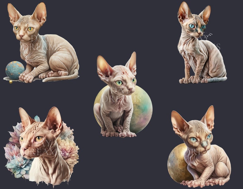 Sphinx Cat Clipart Kitten Clipart Bundle Pet Clipart - Etsy